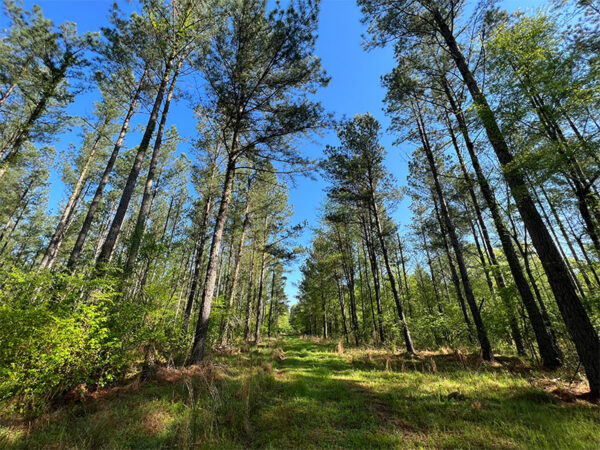 Nature – Southern 8ths